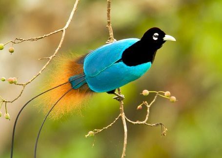 Ave del Paraíso roja - Aves del paraíso