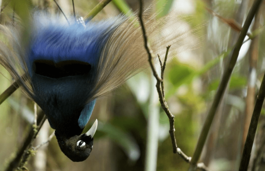 Paradisaea rudolphi | Azul - AVESDELPARAISO.ORG